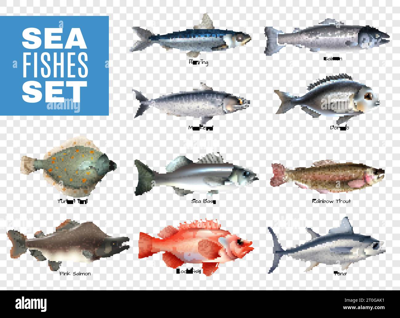 Set of sea fishes with letterings on transparent background isolated ...
