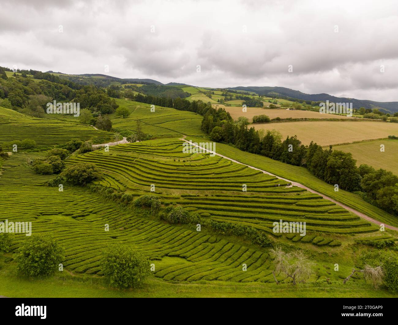 Aerial view of Cha Gorreana tea plantation at Sao Miguel, Azores ...