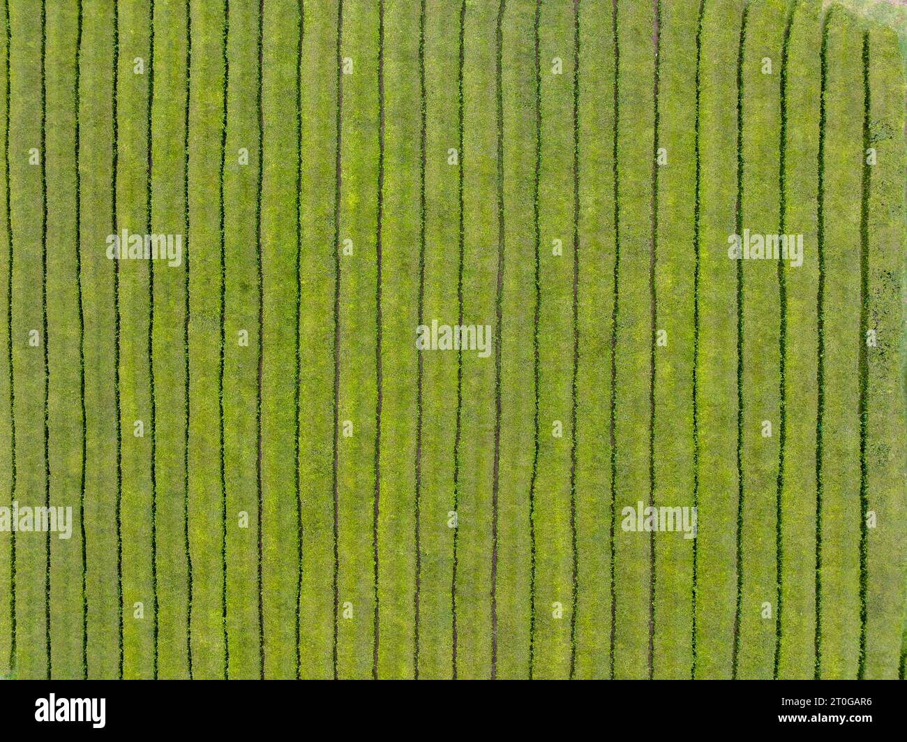 Aerial view of Cha Gorreana tea plantation at Sao Miguel, Azores ...