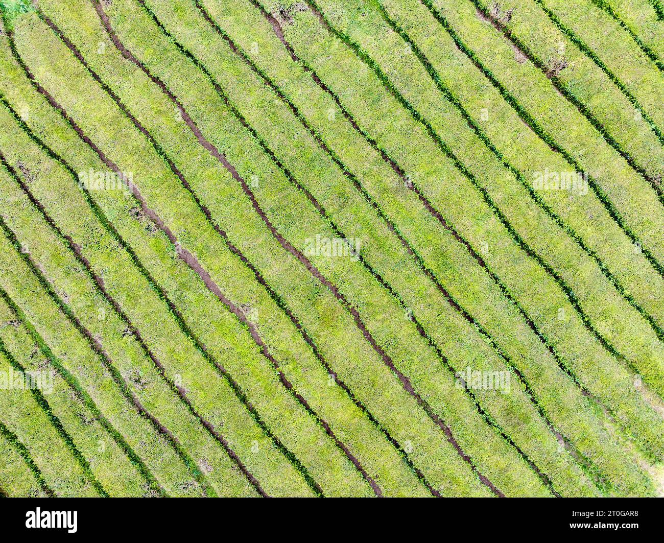 Aerial view of Cha Gorreana tea plantation at Sao Miguel, Azores ...
