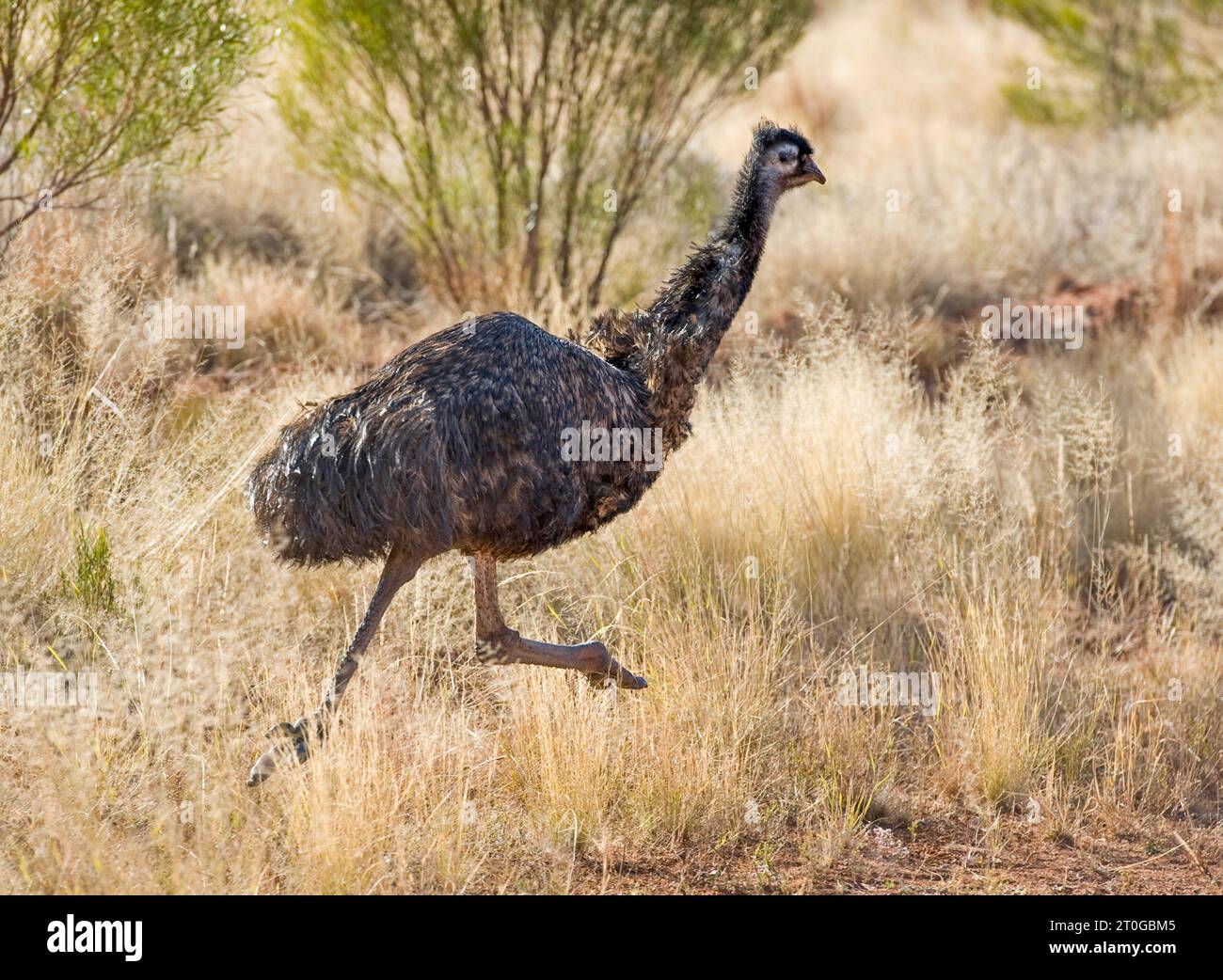 Emu running hi-res stock photography and images - Alamy