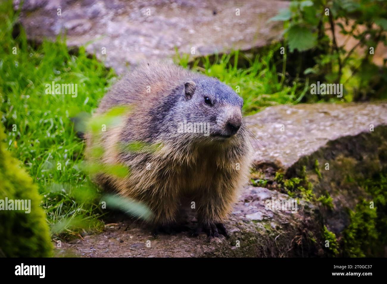 cute marmot in a closeup Stock Photo - Alamy
