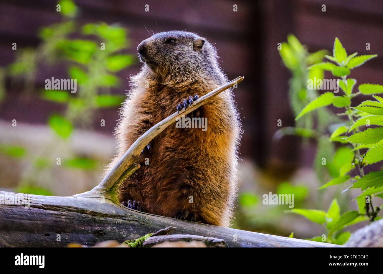 Marmot with branch hi-res stock photography and images - Alamy
