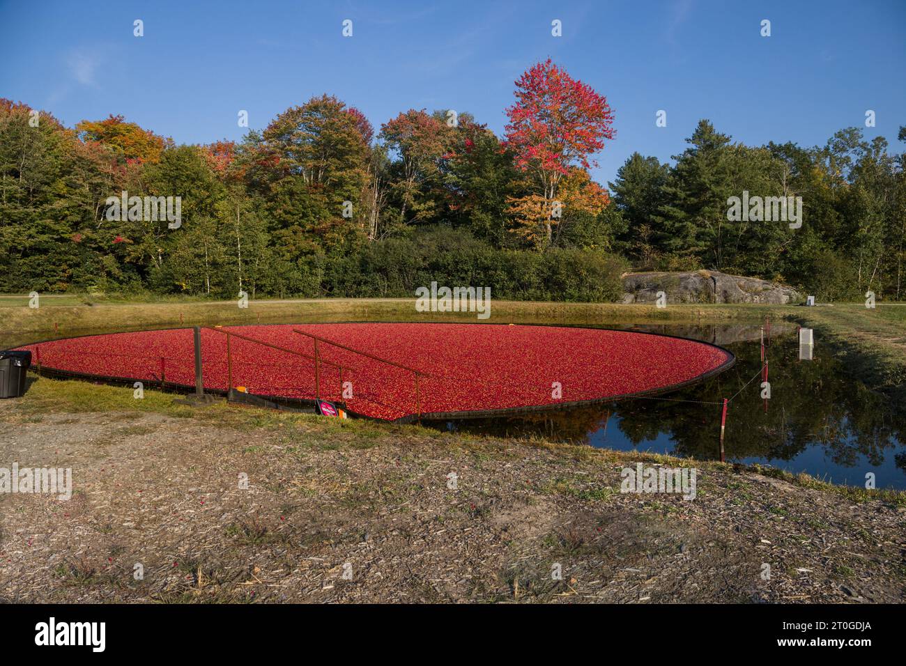 A cranberry field with a ripe crop of red berries in autumn, flooding ...