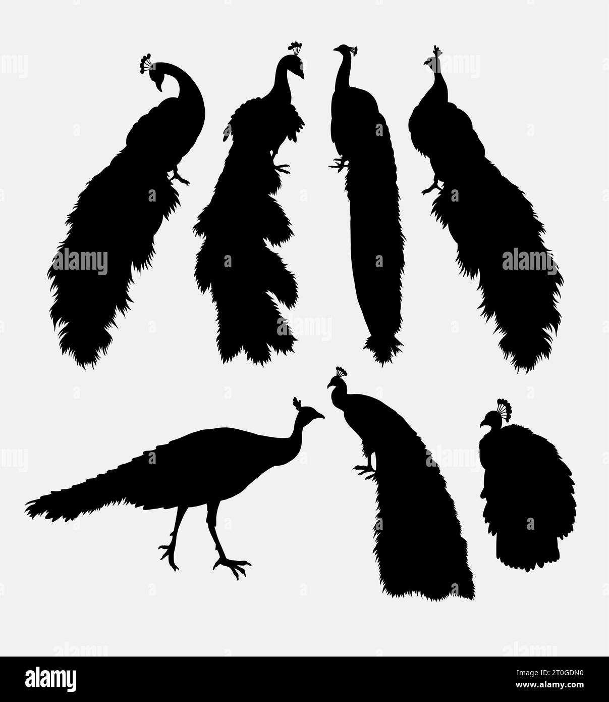 Peacock Outline Stock Vector Images Alamy