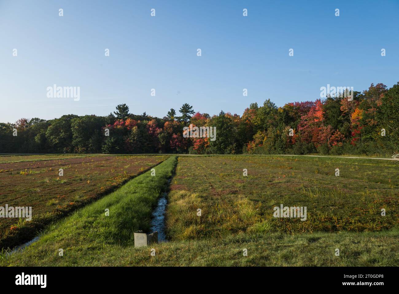 A cranberry field with a ripe crop of red berries in autumn, flooding ...