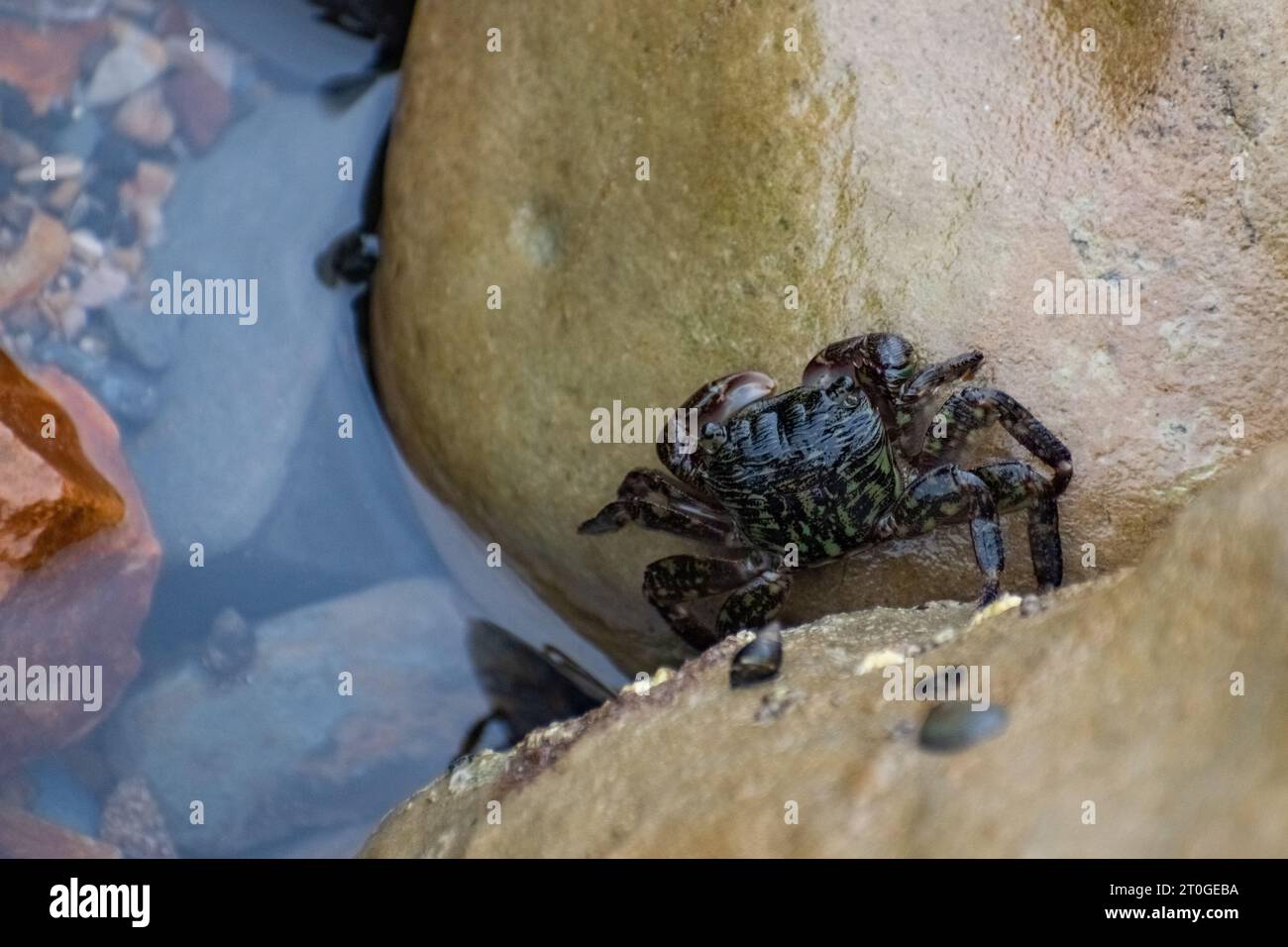 A Pachygrapsus crassipes, striped or lined shore crab, on a rock at a ...