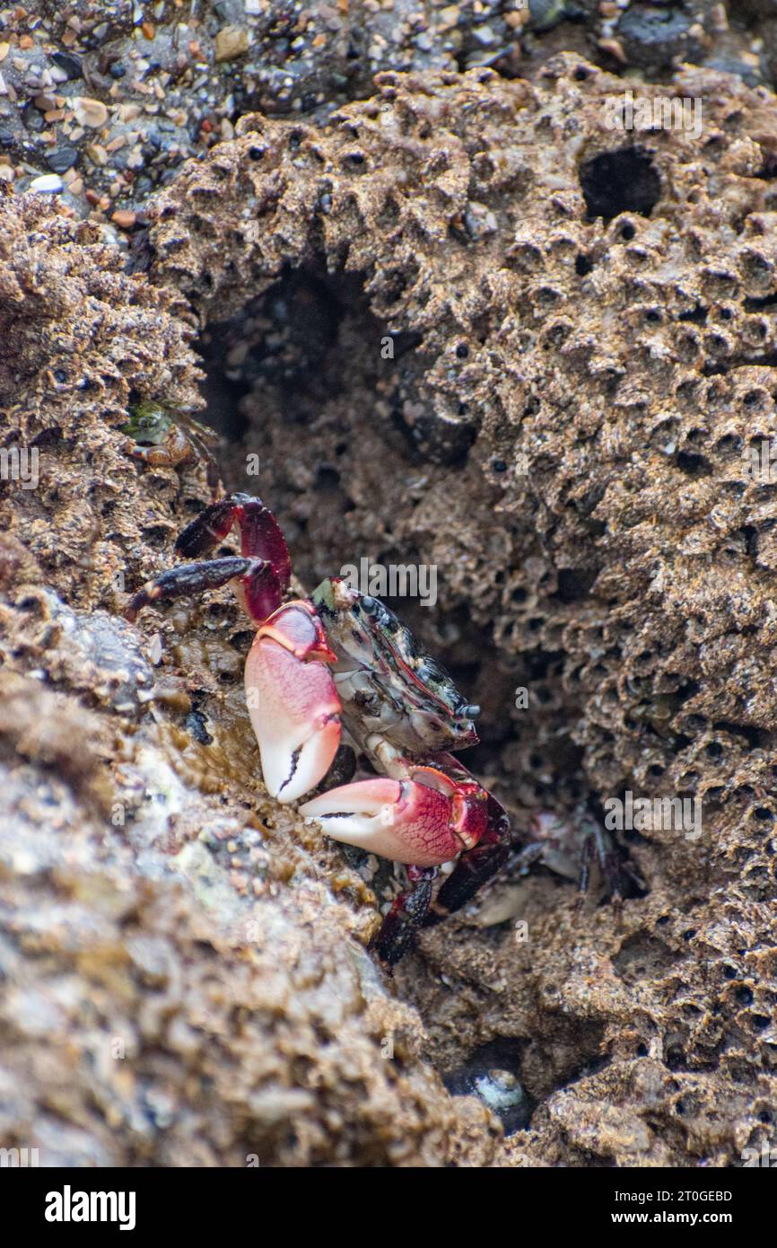 Sandcastle worms hi-res stock photography and images - Alamy