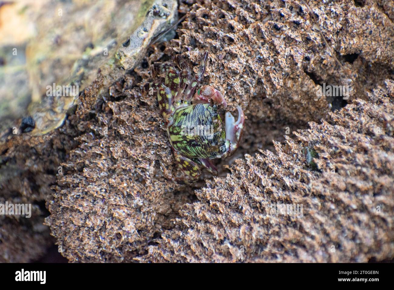 Sandcastle worms hi-res stock photography and images - Alamy