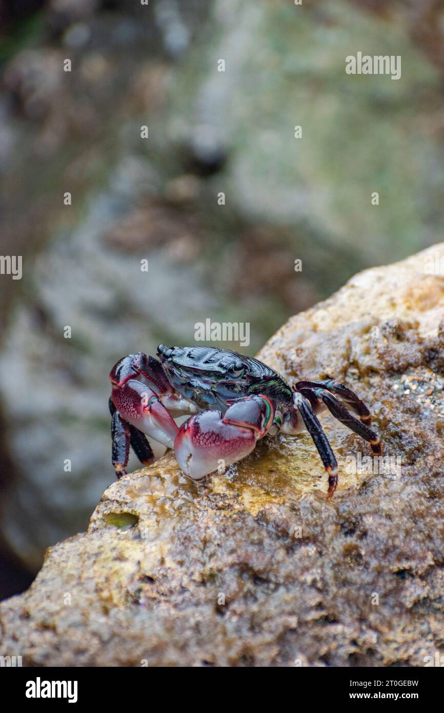 A Pachygrapsus crassipes, striped or lined shore crab, with red claws ...