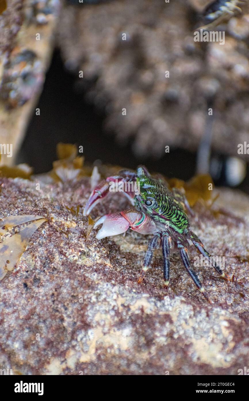 A Pachygrapsus crassipes, striped or lined shore crab, on a rock at a ...