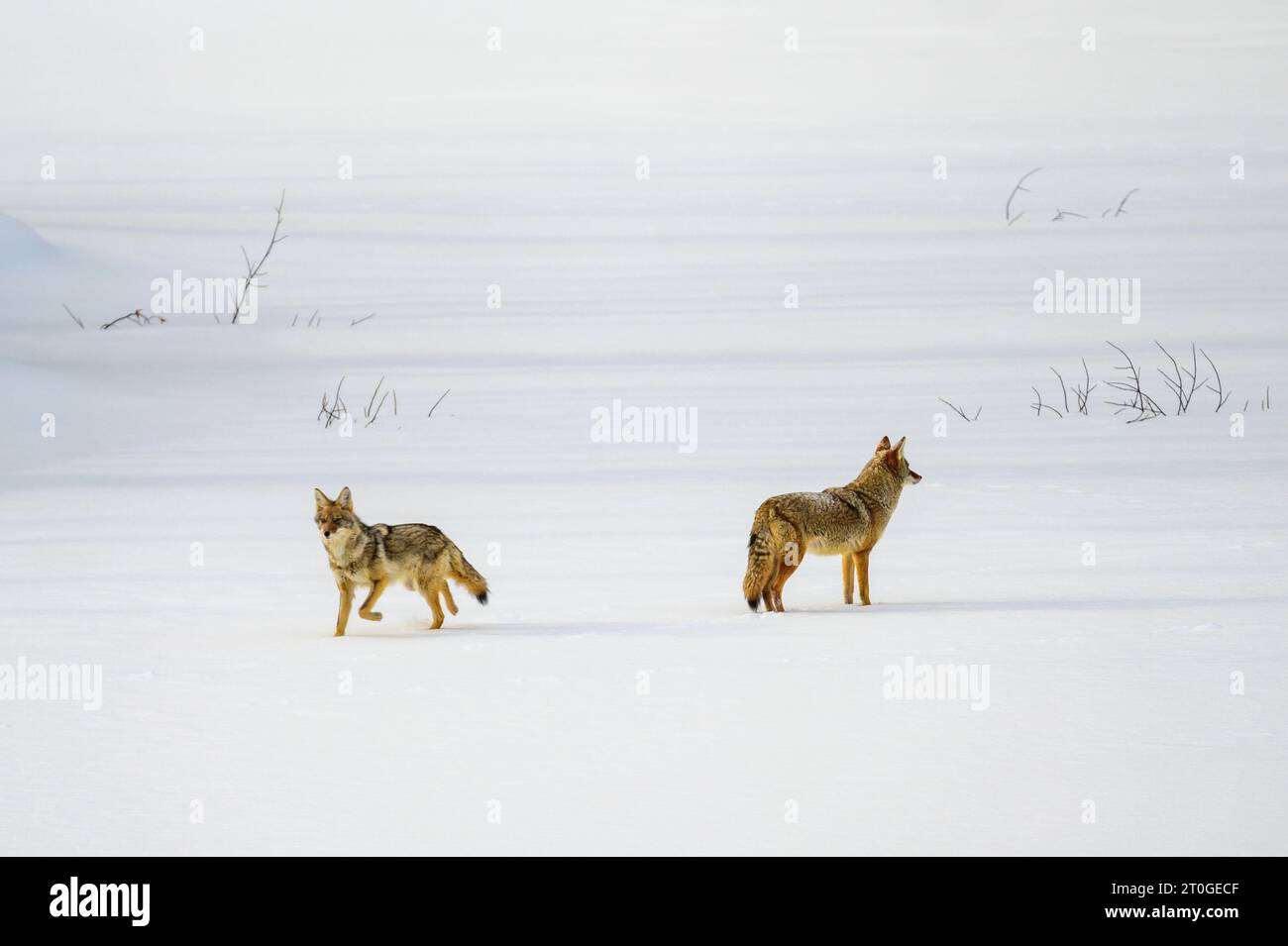 Coyote hunting in snowy hi-res stock photography and images - Alamy