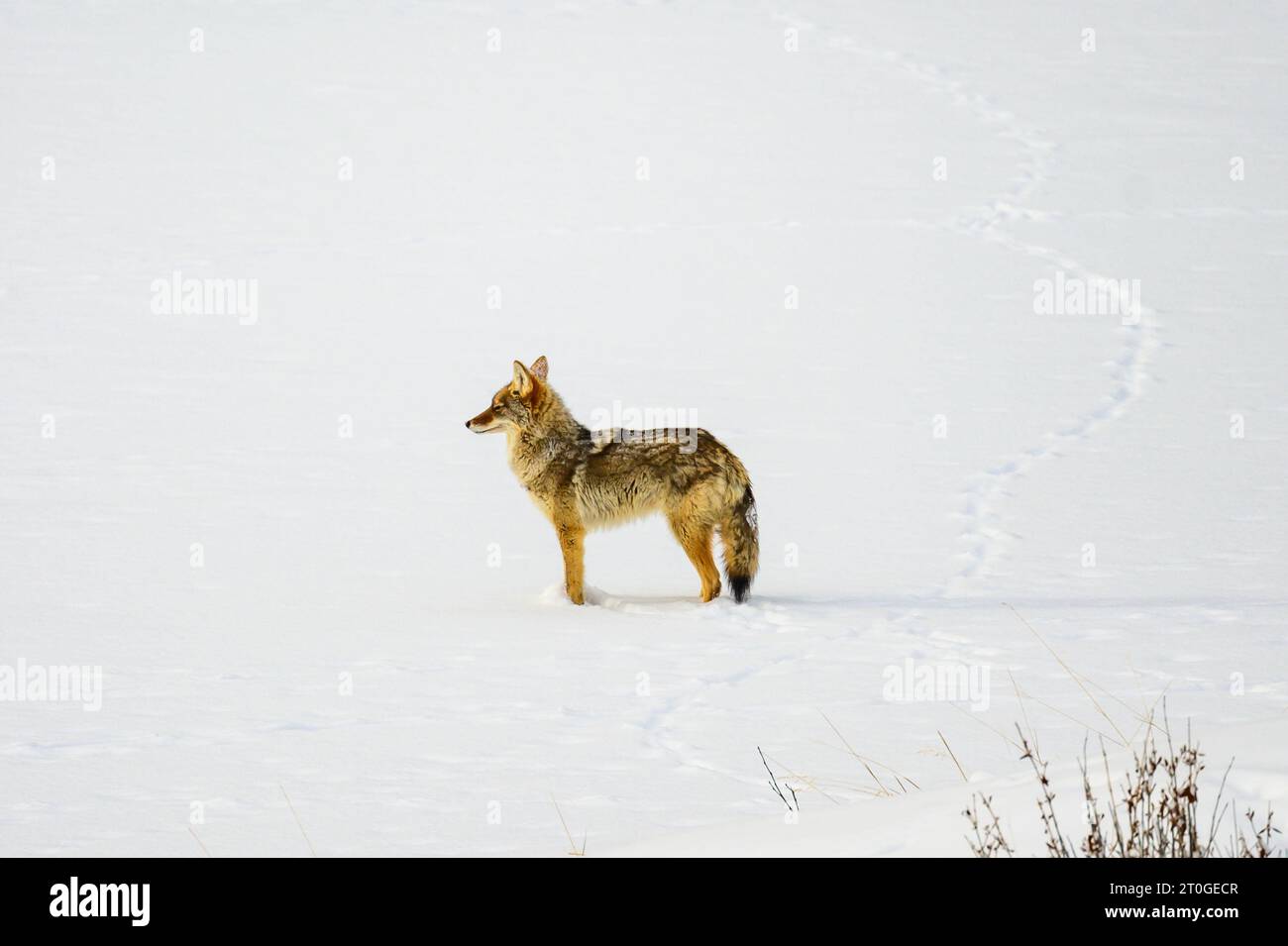 Coyote tracks in snow hi-res stock photography and images - Alamy