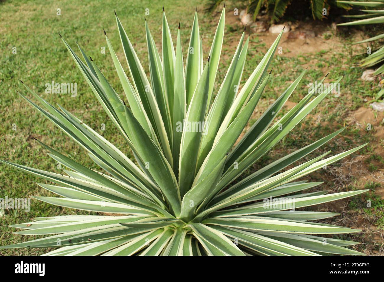 The Beautiful Alvera plant in day time Stock Photo - Alamy