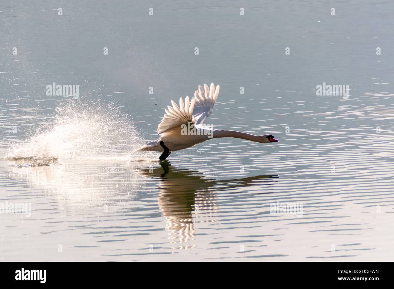 White swan gracefully landing on surface of Lake Zurich with spread ...