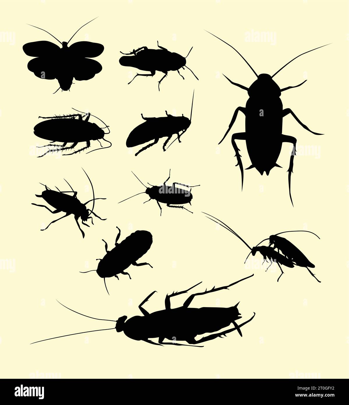 Cockroach vector vectors hi-res stock photography and images - Alamy