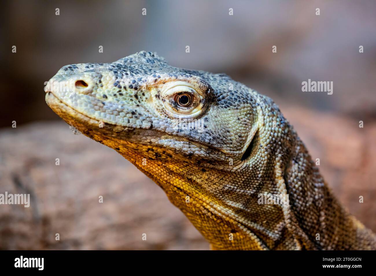 the closeup image of Komodo dragon. it is also known as the Komodo ...