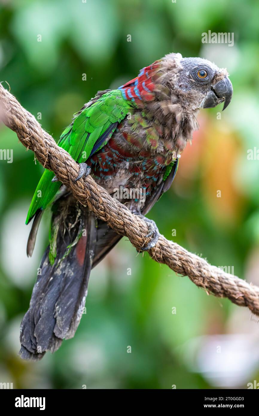 World parrot hi-res stock photography and images - Alamy