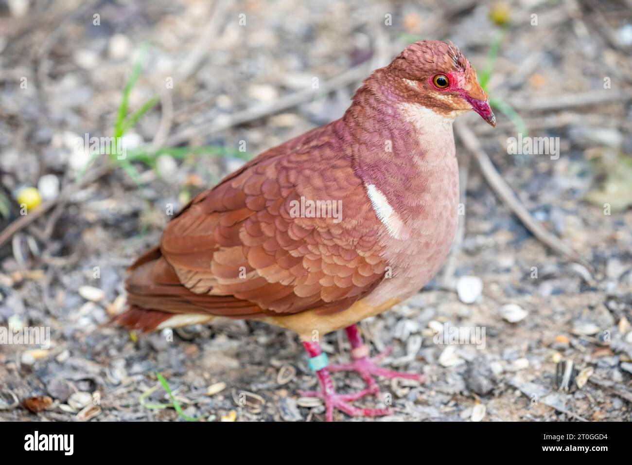 Ruddy quail dove hi-res stock photography and images - Alamy