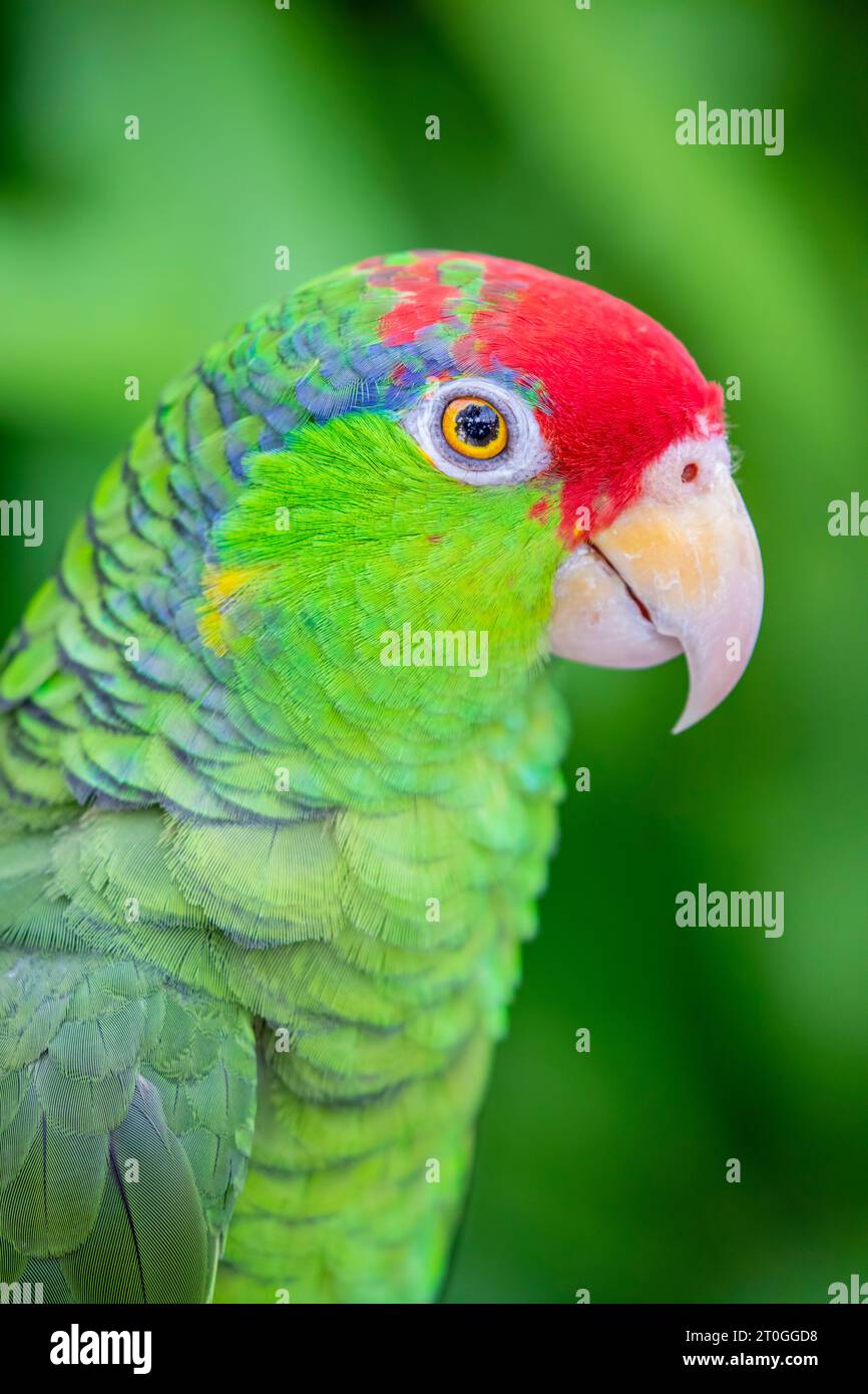 The red-crowned amazon (Amazona viridigenalis) is a highly social ...