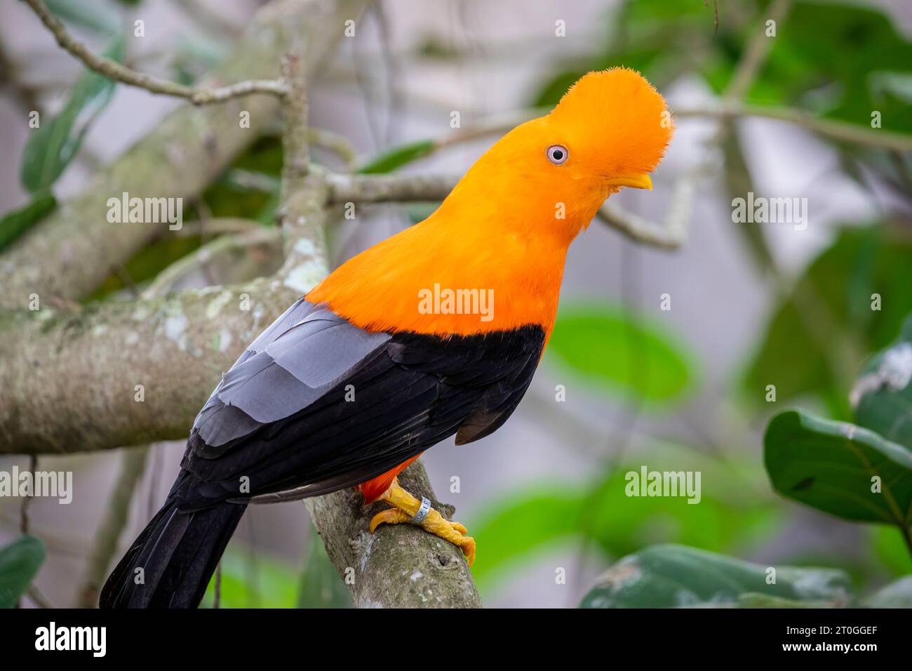 The male Andean cock-of-the-rock (Rupicola peruvianus) is a large ...