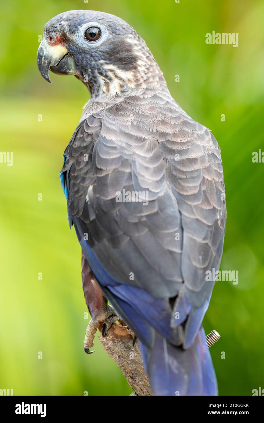 The dusky parrot (Pionus fuscus) is a medium-sized mainly dark brownish ...