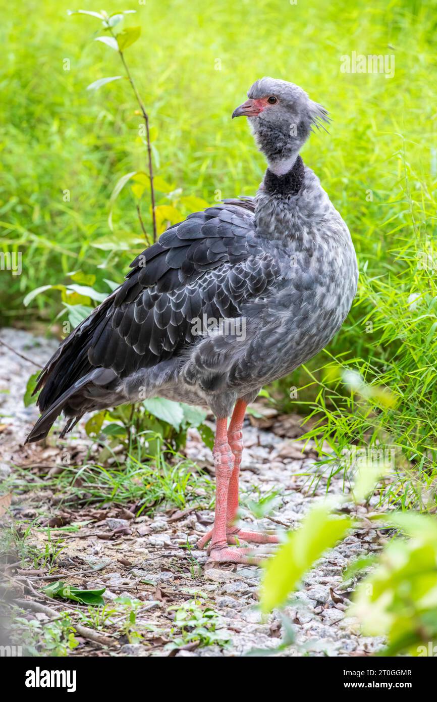 Anhimidae hi-res stock photography and images - Alamy