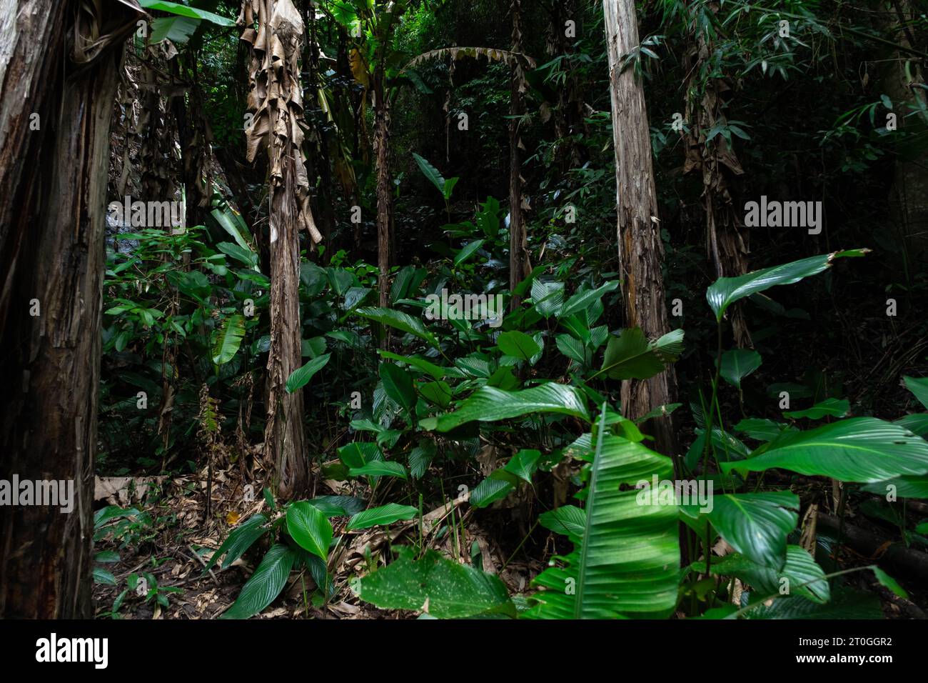 Tropical rainforest scene with rain hi-res stock photography and images ...