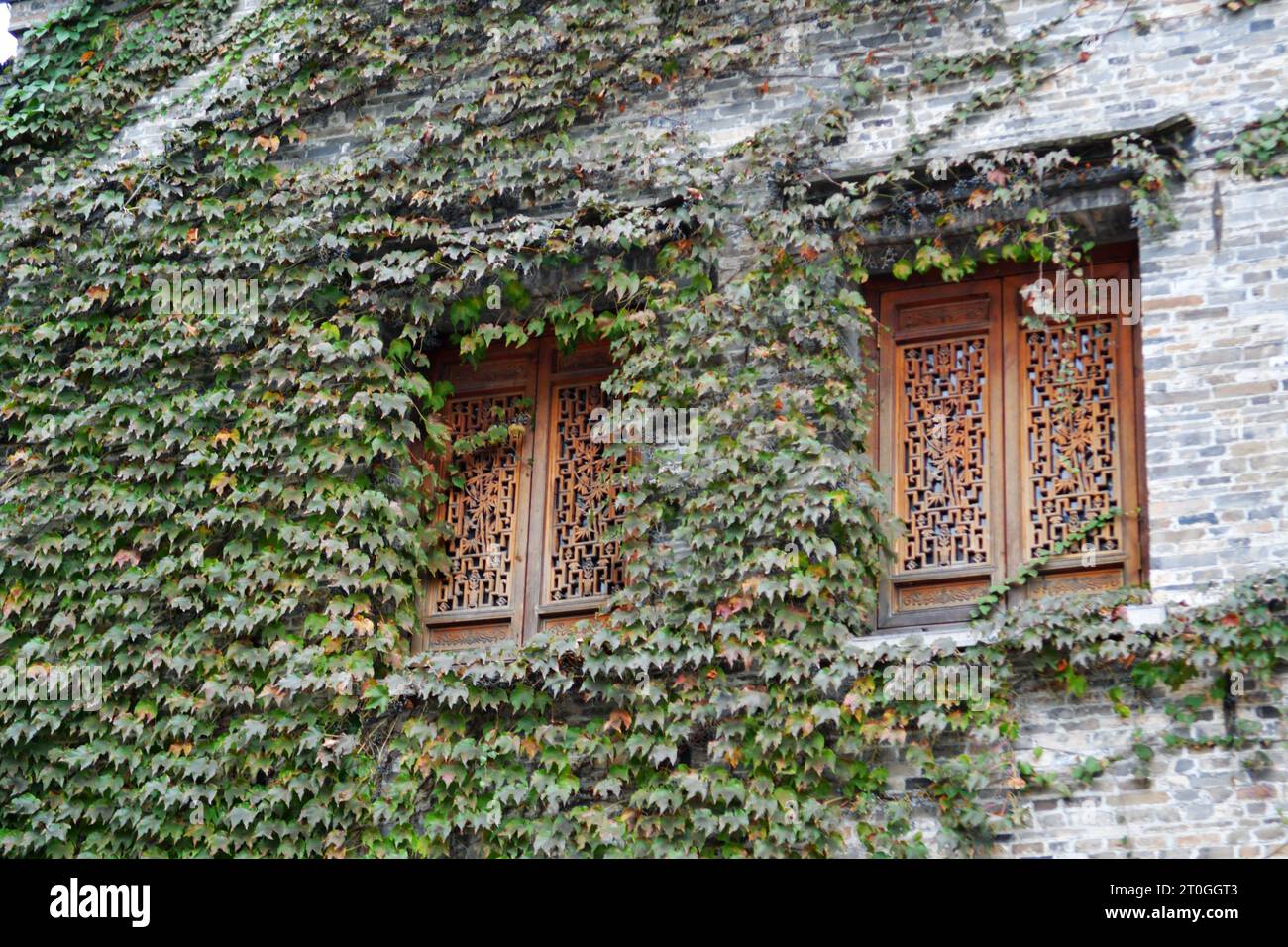 Old brick wall with window and vines hi-res stock photography and ...
