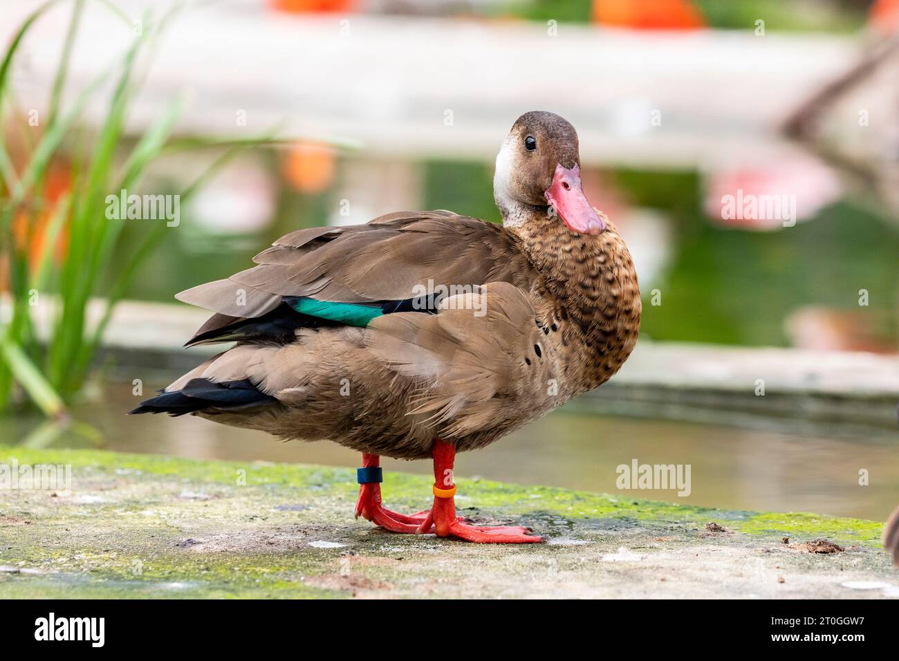 The male Brazilian teal (Amazonetta brasiliensis) is the only duck in ...