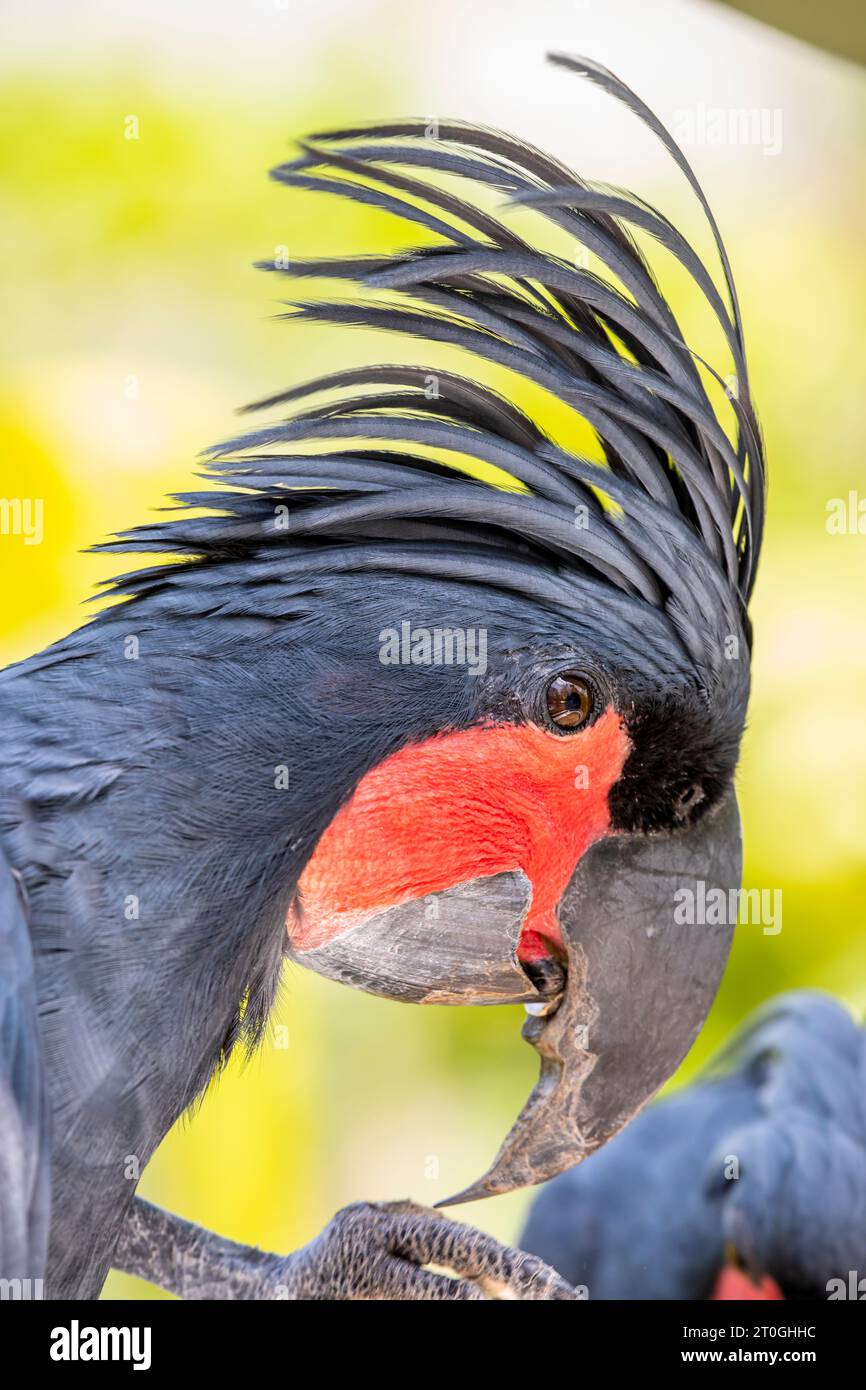 The palm cockatoo (Probosciger aterrimus) is a large smoky-grey or ...