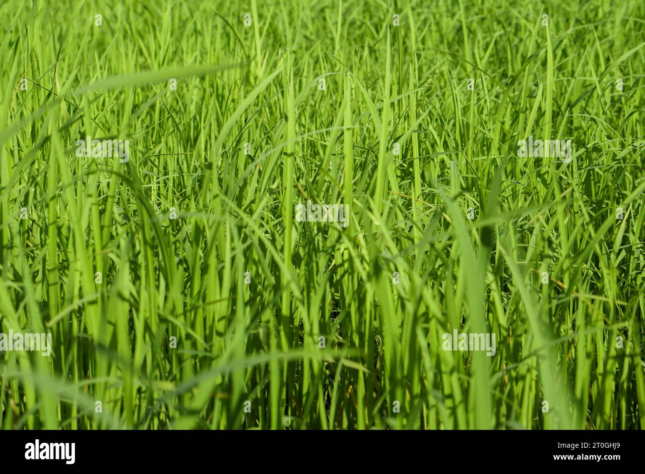 Green rice wheat plantation hi-res stock photography and images - Alamy