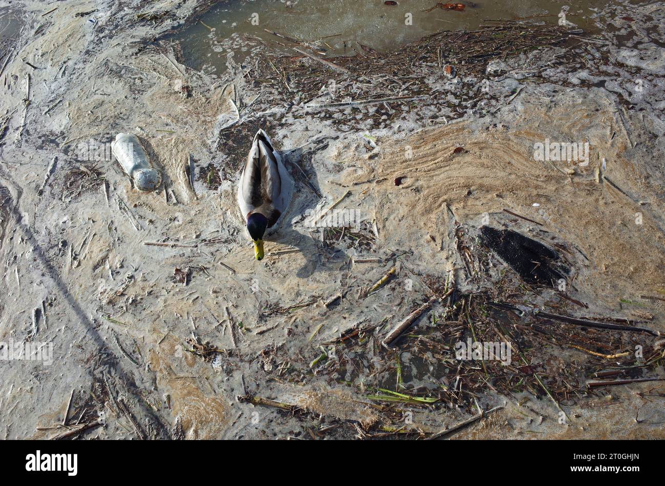Duck swiming in very polluted water Stock Photo - Alamy