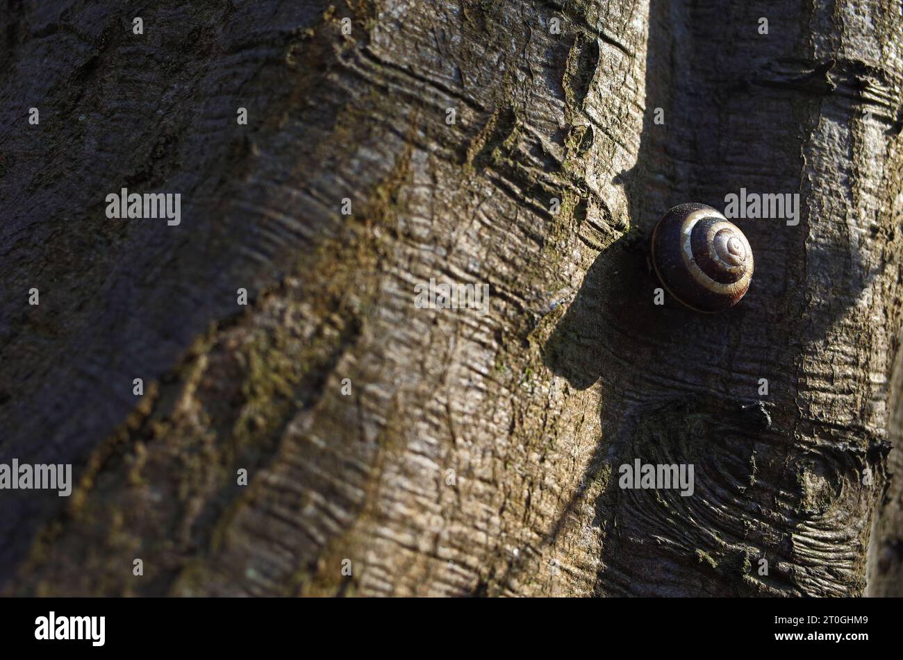 Striped forest snail hi-res stock photography and images - Alamy