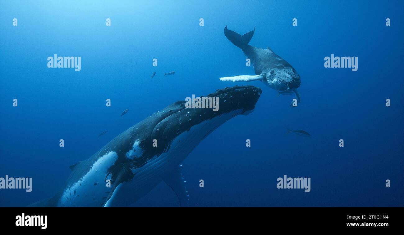 WHALE NATION (2023) -Original title: LES GARDIENNES DE LA PLANETE ...