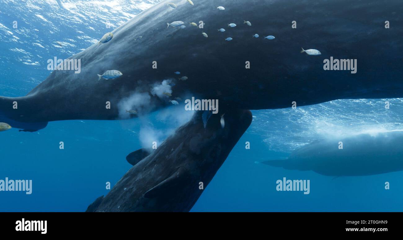 WHALE NATION (2023) -Original title: LES GARDIENNES DE LA PLANETE ...