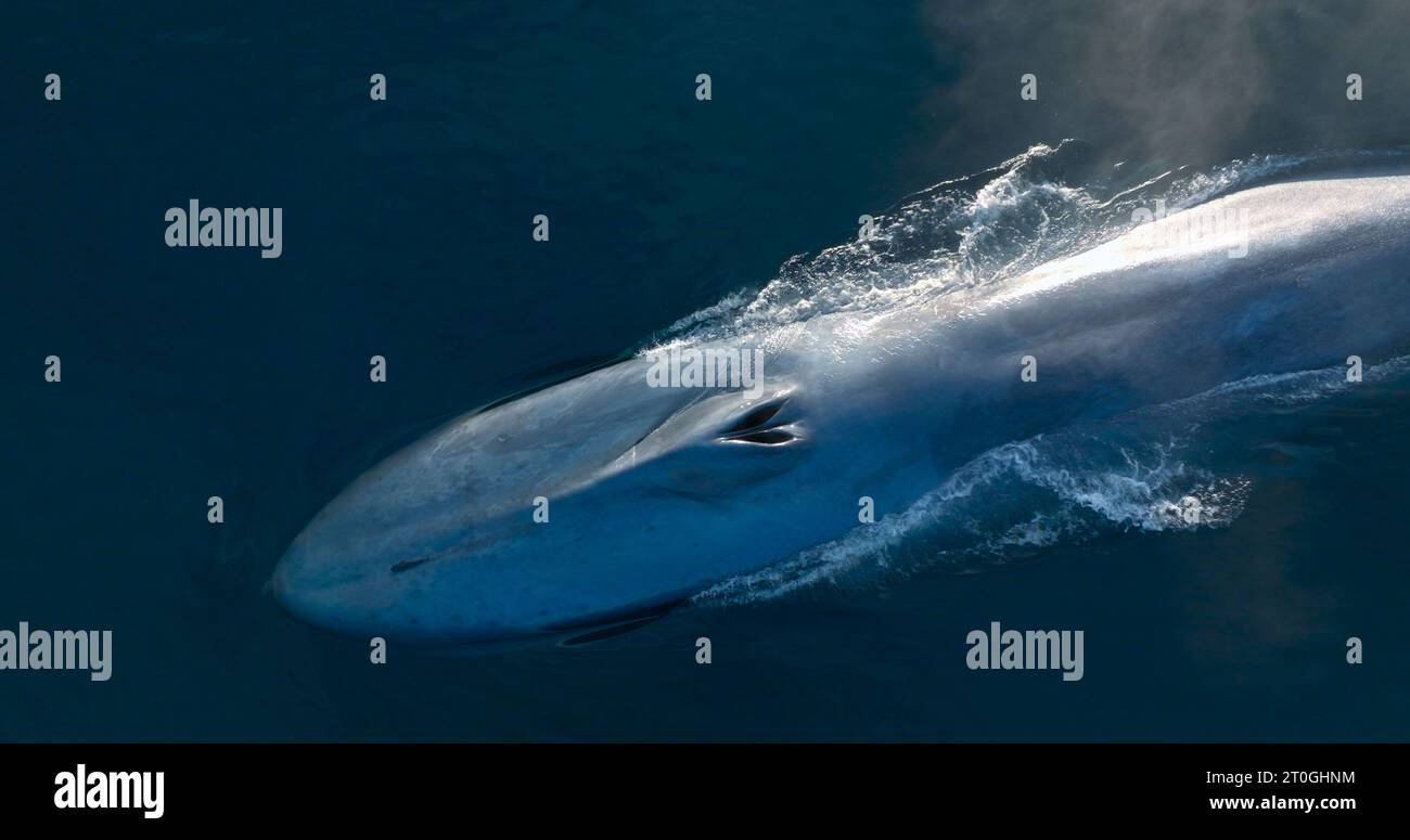 WHALE NATION (2023) -Original title: LES GARDIENNES DE LA PLANETE ...