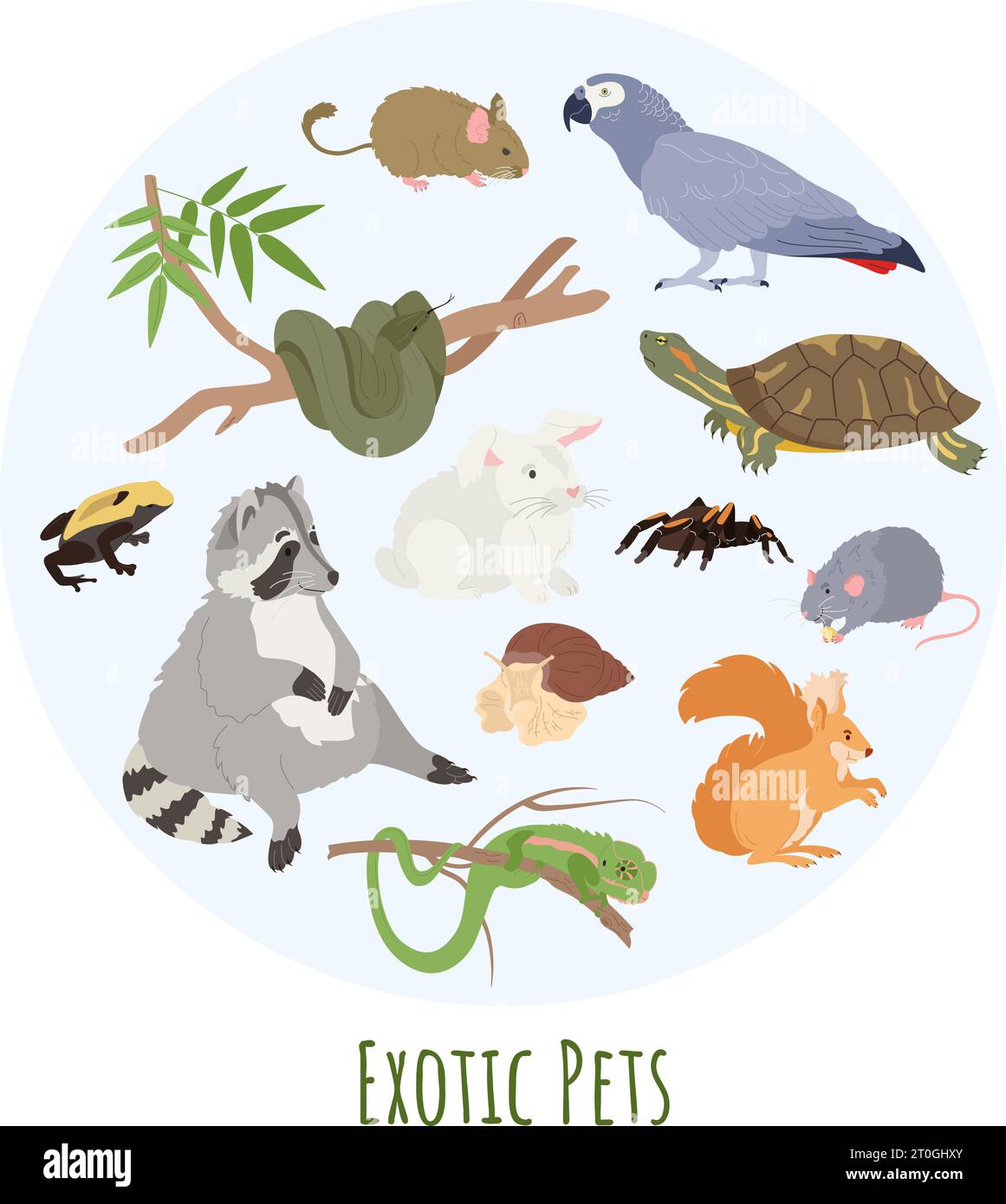 Exotic pets and fauna concept with racoon and spider flat vector ...
