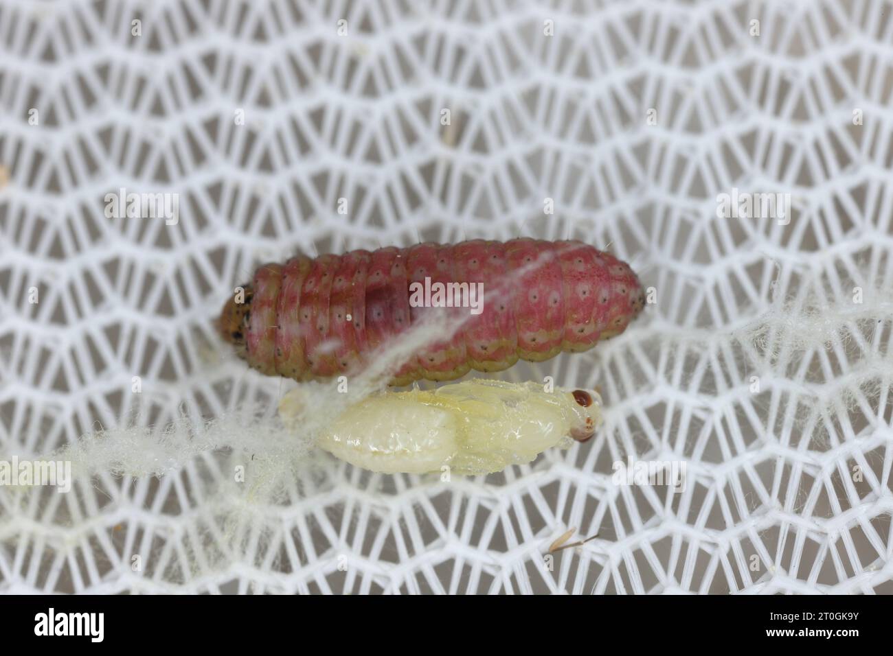 Parasitic wasp pupa and moth caterpillar Stock Photo - Alamy