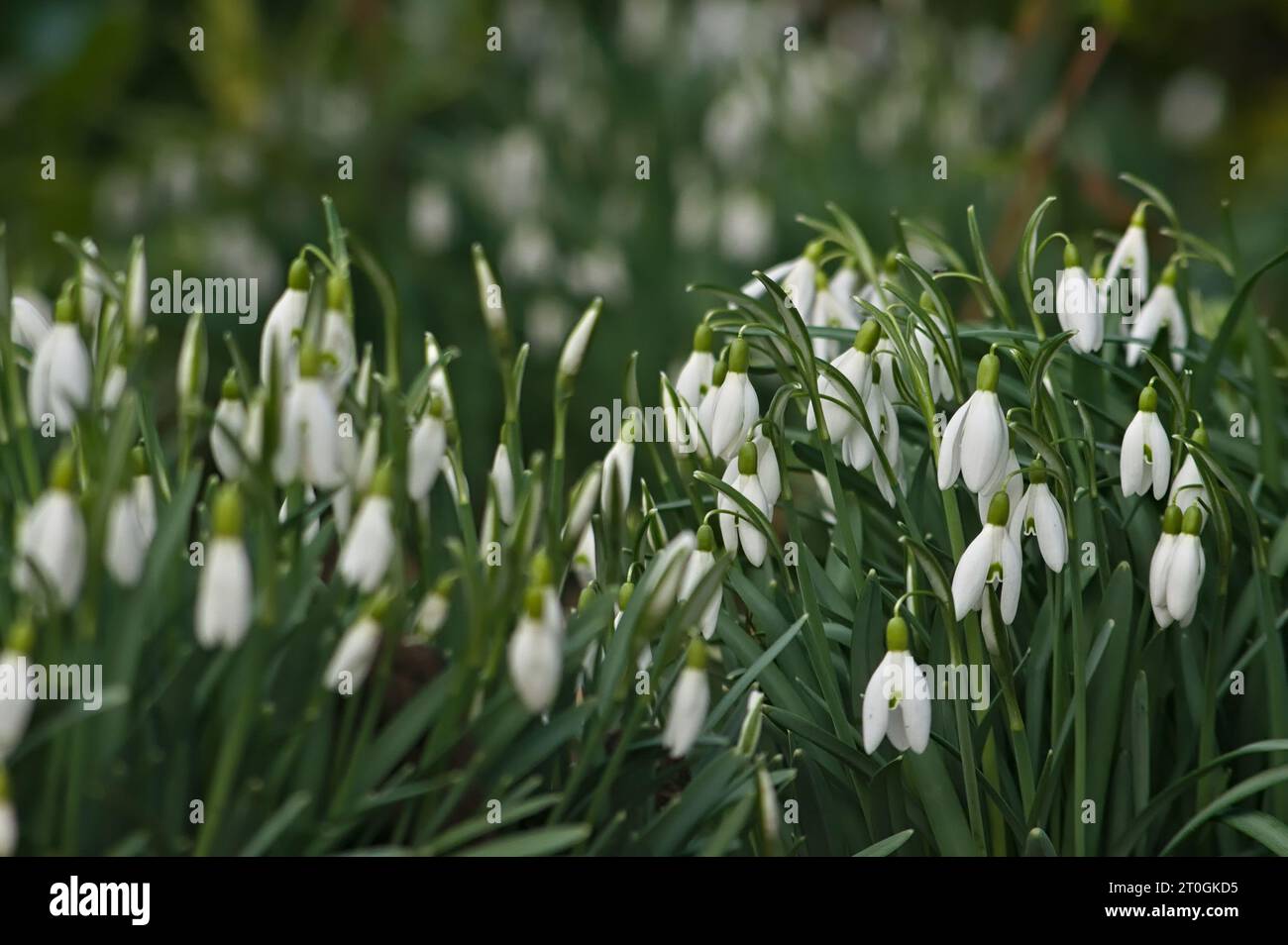 Winter snowdrop flowers, Galanthus in a garden with soft focus ...