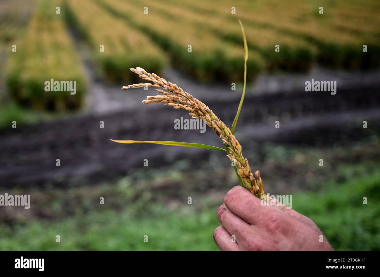 Linum, Germany. 06th Oct, 2023. Farmer Robert Jäckel holds a rice ...