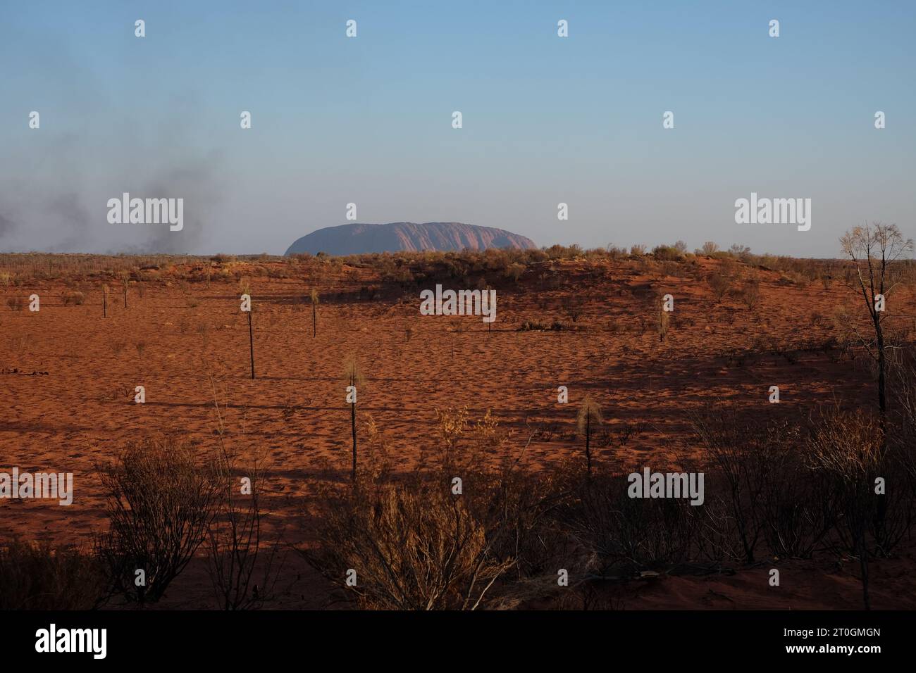 A red desert landscape, Uluru in late afternoon light with grassfire ...