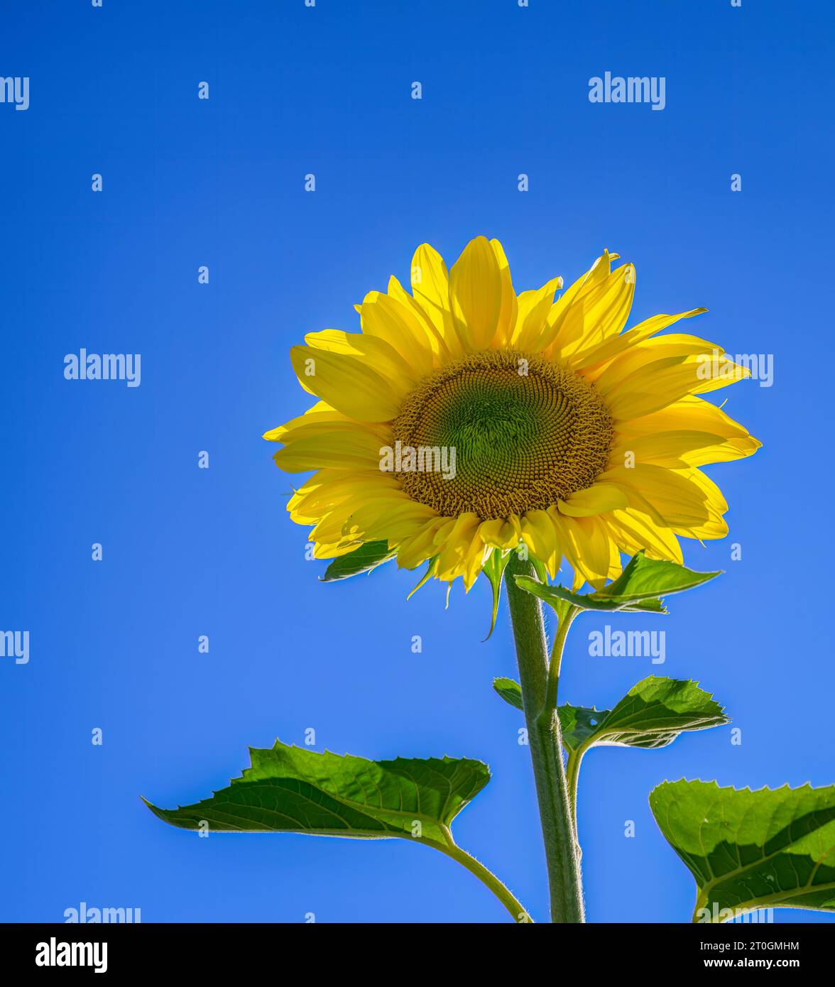 Beautiful sunflowers against a blue sky. Vertical format Stock Photo ...