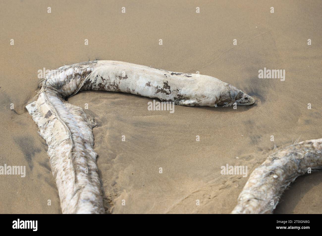 Snakes skelton hi-res stock photography and images - Alamy