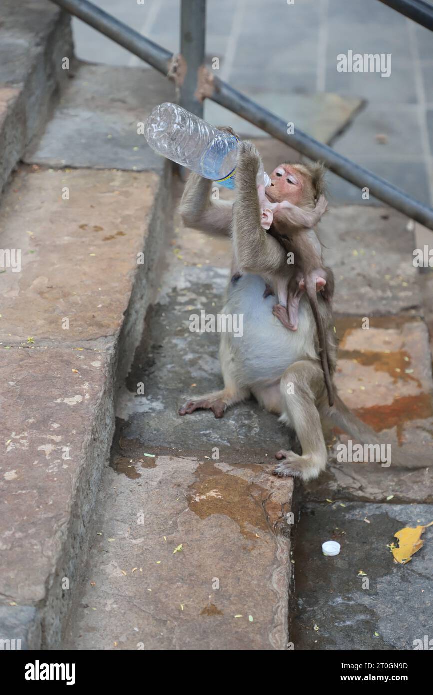 Monkey drinking water from plastic water bottle Stock Photo - Alamy