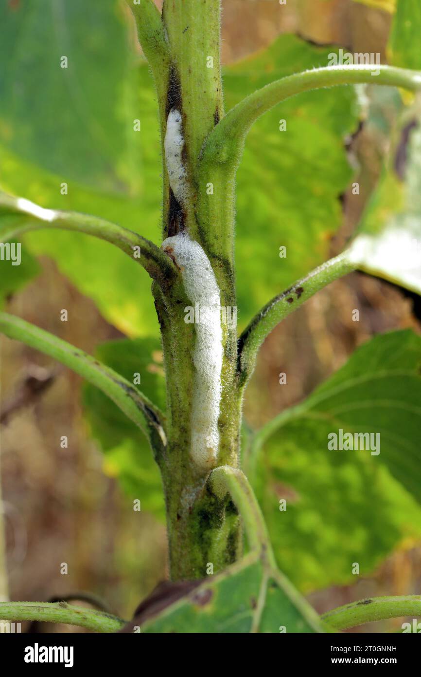 Bacterial stalk rot Pectobacterium carotovorum, subsp. carotovorum and ...