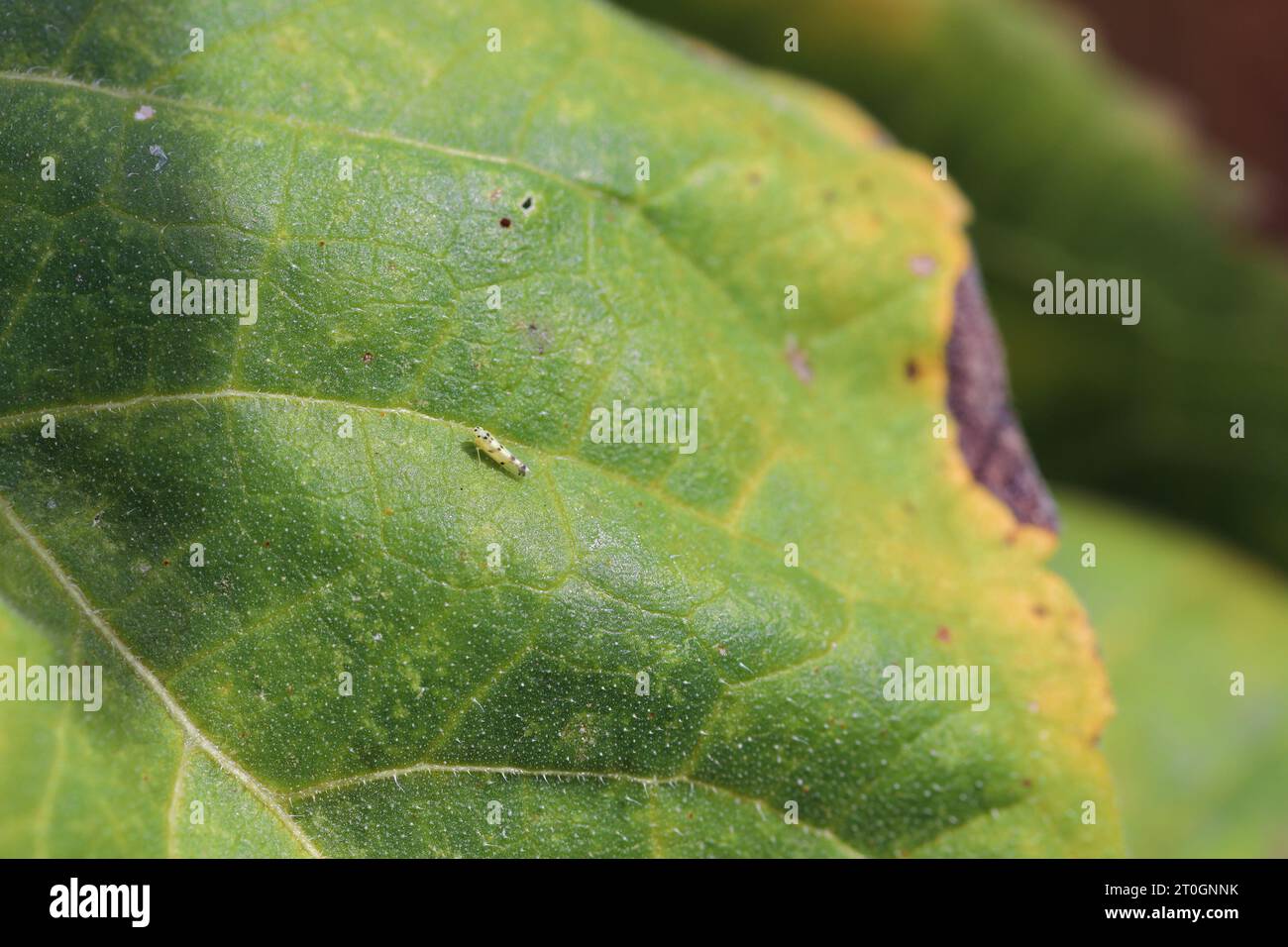Sunflower pests hi-res stock photography and images - Alamy