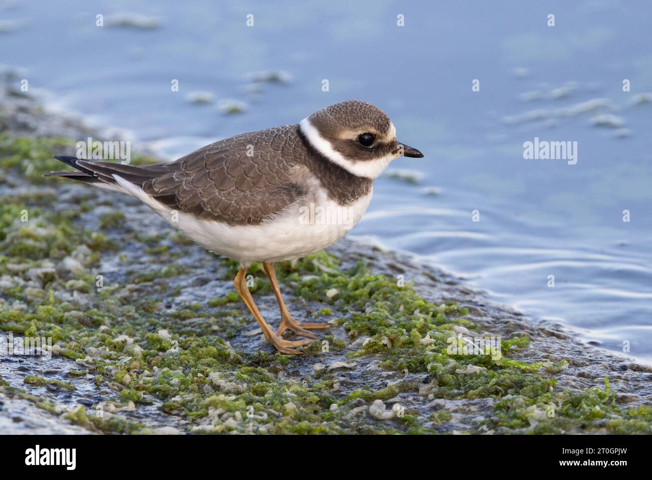 Juvenile Ringed Plover at the waters edge, Farmoor Reservoir, Oxon, UK ...