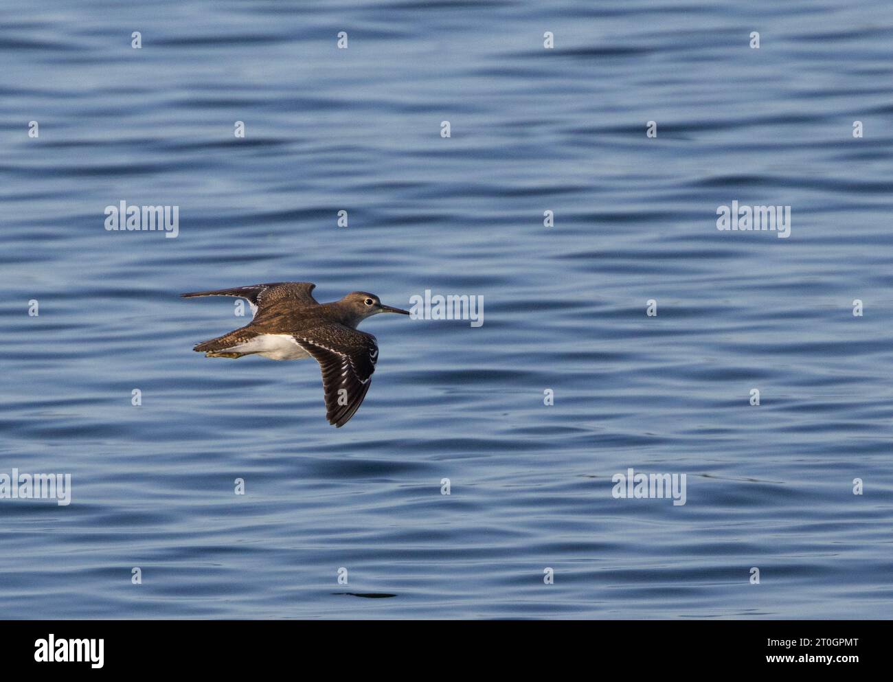 Common Sandpiper in flight, Farmoor Reservoir, Oxon, UK Stock Photo - Alamy