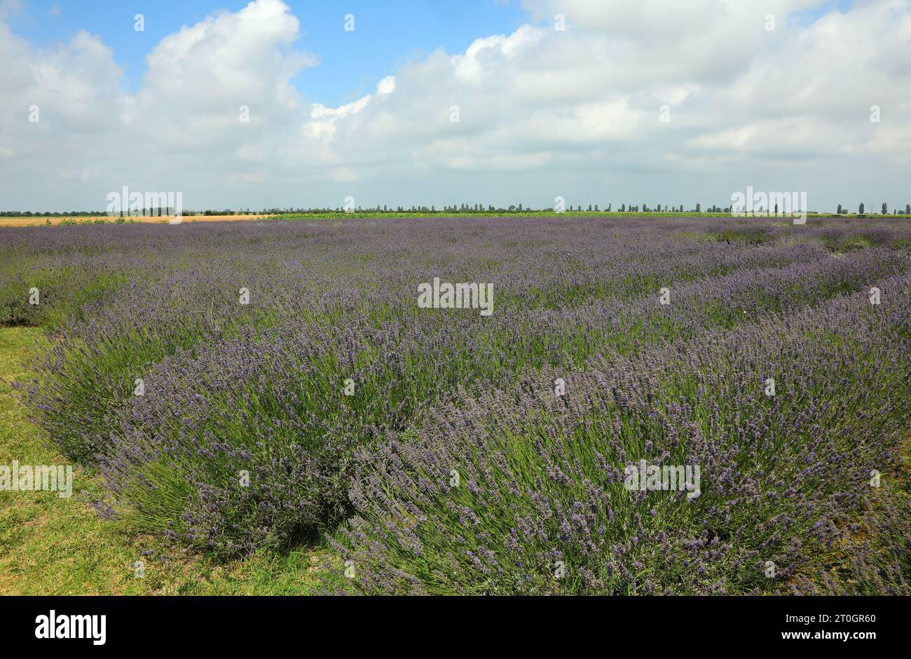 field of fragrant lavender flowers in the European Plain used for the ...